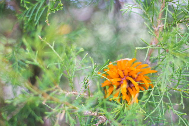 Cedar Apple Rust: A Disturbing Discovery - Countryside